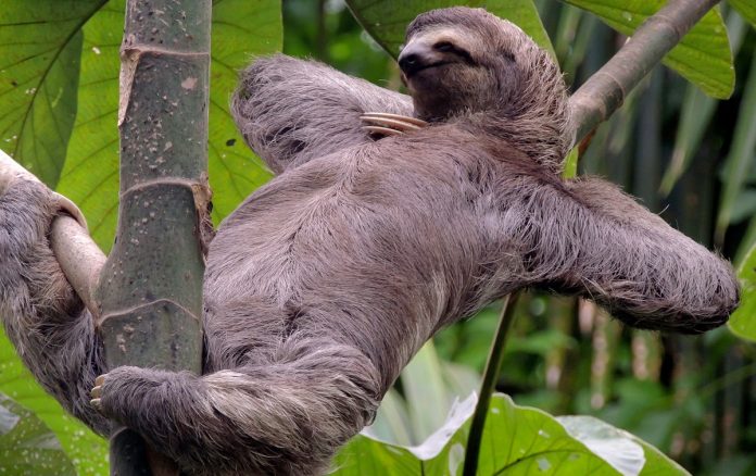 Lenesul, chiar este lenes? - Descoperă