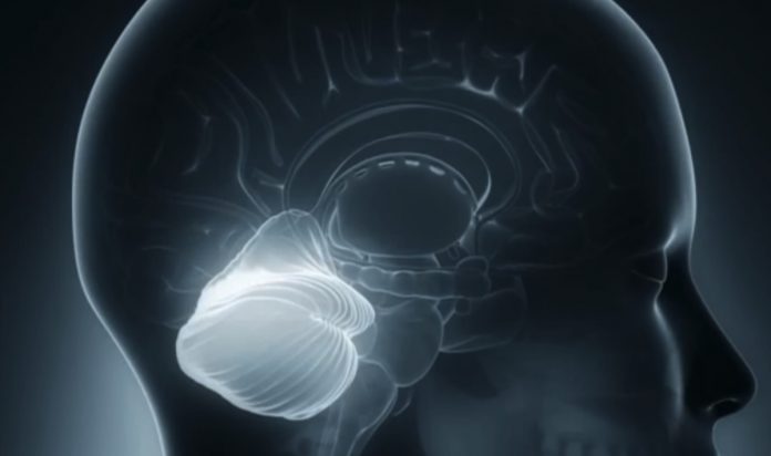 Cerebelul - Descoperă