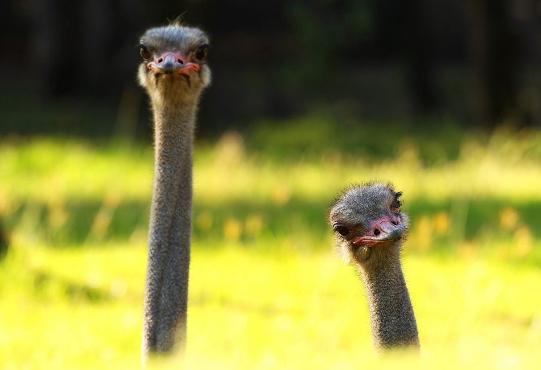 Erorile cognitive - Descoperă