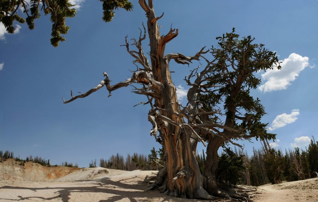 Matusalem, pinul - Descoperă