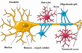 Tipuri de neuroni si celule gliale - Descoperă